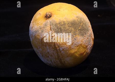 Rotting lemon fruit with black mold and white mold Stock Photo - Alamy