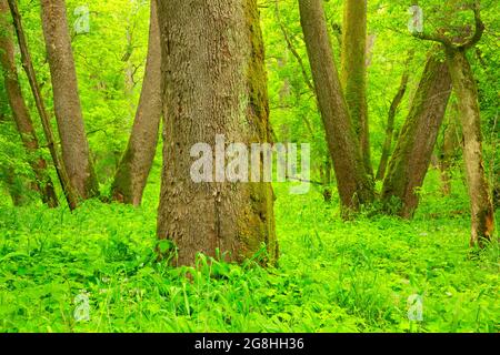 Ancient forest, Hall Woods Nature Preserve, Indiana Stock Photo - Alamy