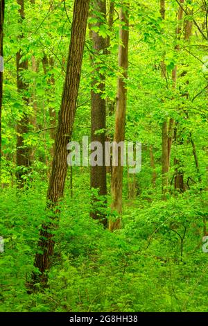 Ancient forest, Hall Woods Nature Preserve, Indiana Stock Photo - Alamy
