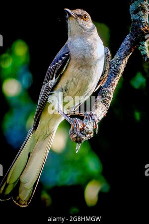 Northern Mockingbird on lookout high in the tree Stock Photo - Alamy