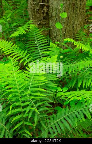 Ferns, Hemlock Cliffs Special Place, Hoosier National Forest, Indiana ...