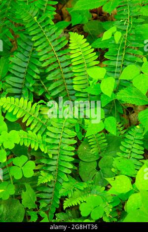 Ferns, Hemlock Cliffs Special Place, Hoosier National Forest, Indiana ...
