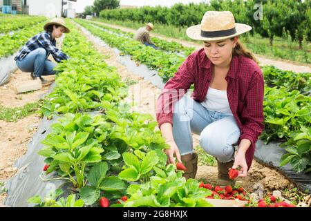 Team of farmers picking strawberry at farm Stock Photo - Alamy