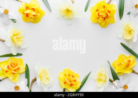 Frame made of beautiful narcissus flowers on white background Stock ...