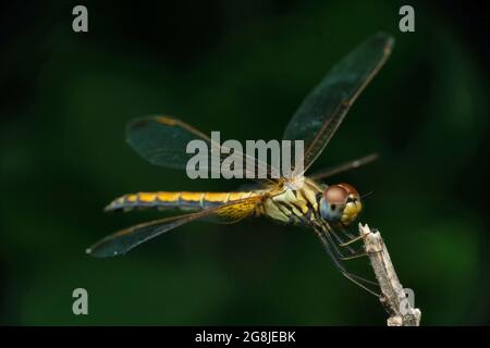 Hine's Emerald dragonfly (Somatochlora hineana) male in fen, Federally ...