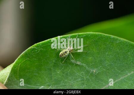 Green spider, Nigma walckenaeri, Satara, Maharashtra, India Stock Photo ...