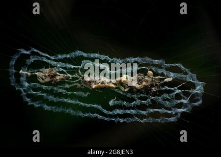 Trashline orb web spider (Cyclosa sp.) in its web decorated with ...