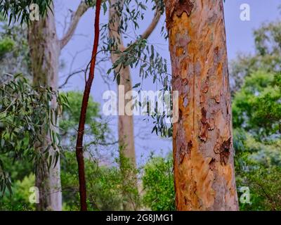 Spotted Gum Tree (Corymbia citriodora variegata), Mt. Cootha Botanic ...