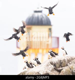 Puffins on The Isle of May Stock Photo - Alamy