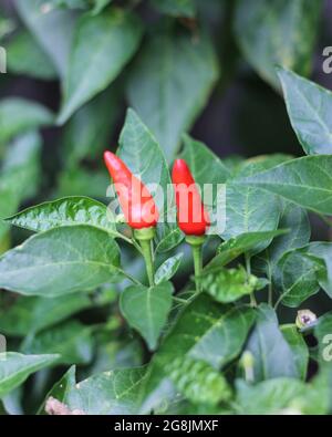 A closeup shot of a green chili peppers Stock Photo - Alamy