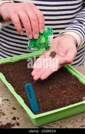 Salad seed packets and a seed sowing tray filled with potting compost ...