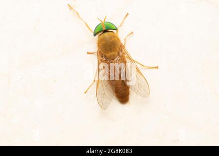 Tabanus nigrovittatus, the greenhead horse fly, salt marsh greenhead ...