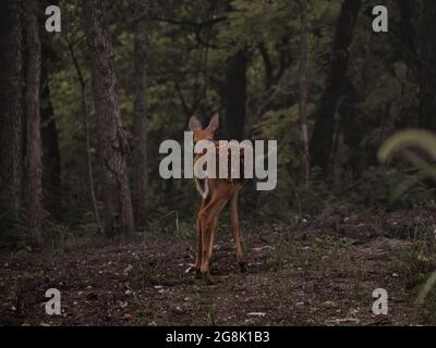 Young scared deer in a dark dense forest Stock Photo - Alamy