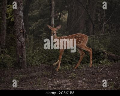 Young scared deer in a dark dense forest Stock Photo - Alamy