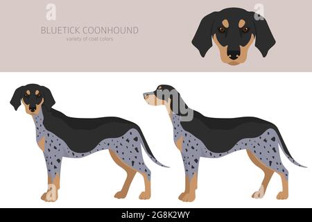 Bluetick coonhound clipart. Different coat colors and poses set. Vector ...