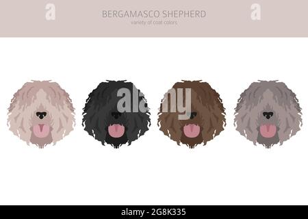 Bergamasco shepherd puppy clipart. Different coat colors and poses set ...