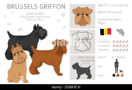 Brussels griffon clipart. Different coat colors and poses set. Vector ...