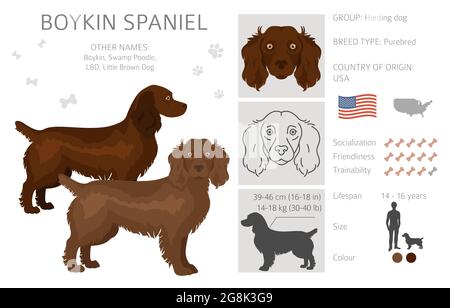 Boykin spaniel clipart. Different coat colors and poses set. Vector ...