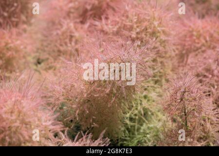 The seed heads of European smoketree, Cotinus coggygria Stock Photo - Alamy