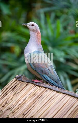 The chestnut-naped imperial pigeon (Ducula aenea paulina). It is ...