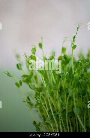 Pea microgreen sprouts close up. Love story Stock Photo - Alamy