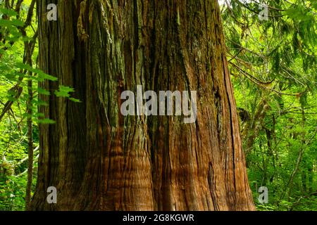 Old growth Western Red Cedar in West coast temperate rain forest ...