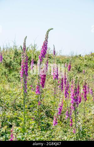 the foxglove plant grown commercially for distillation of the heart ...