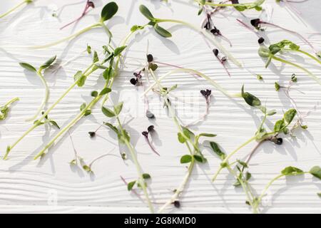 Fresh red cabbage, red radish, sunflowers, green peas sprouts on white ...