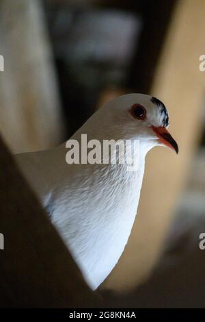 Loburg, Germany. 21st July, 2021. A Thuringian stork pigeon sits in a ...