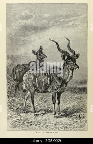 An illustration from 'The Book of Antelopes' (1894), depicting ...
