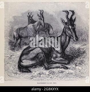 An illustration from 'The Book of Antelopes' (1894), depicting ...