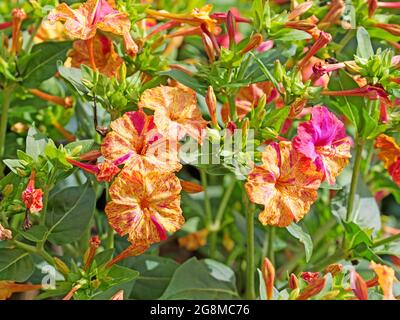 Blooming miracle flower, Mirabilis jalapa Stock Photo - Alamy