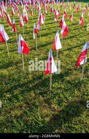 Rows of polish flags standing on a green grass in a morning sun. Trees ...