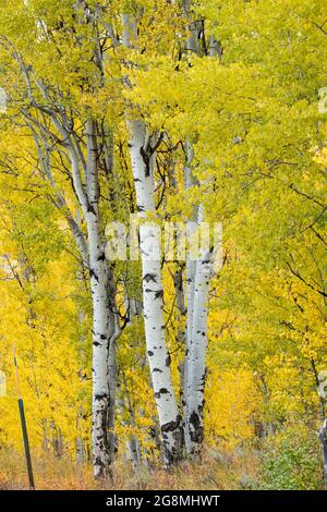 Portrait of a quaking aspen tree in autumn, after the first snowfall in ...