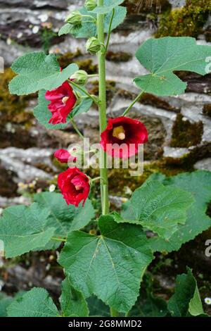 Pink hollyhock alcea flower in bloom Stock Photo - Alamy