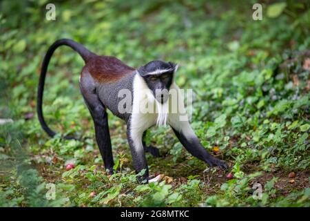 Black and white diana monkey of Roloway (Cercopithecus diana) in a tree ...