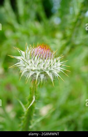 Purple artichoke flower growing in the garden Stock Photo - Alamy