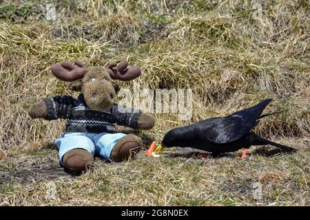 Elch, Geweih, wild, Wildtier, Kuscheltier, Stofftier, Tier, Hirsch ...