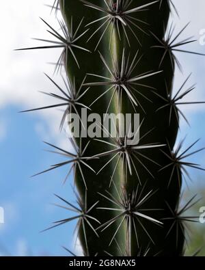 Close-up of star shaped cactus. Thorn cactus Stock Photo - Alamy