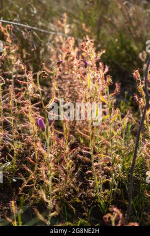 South African Wildflower: The sundew Drosera pauciflora growing on a ...