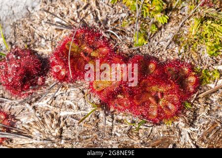 Carnivorous Plants: Drosera admirabilis in natural habitat near Caledon ...