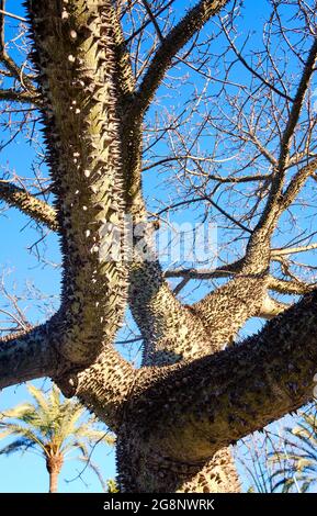 SILK FLOSS TREE IN MARBELLA SPAIN Ceiba speciosa WITH PINK FLOWERS ...