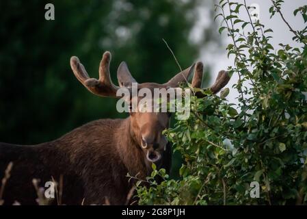 Selective focus photo. Moose animal eating apple tree Stock Photo - Alamy