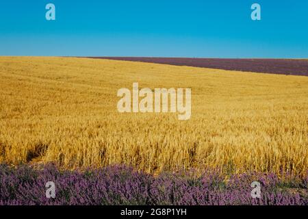 field of purple lavender and wheat before harvesting Stock Photo - Alamy