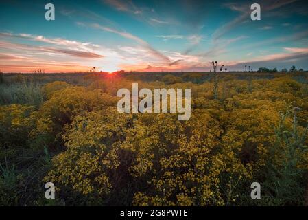 Pampas countryside landscape in spring, La Pampa Province, Patagonia ...