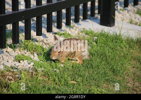 Closeup of a bunny on the grassy ground Stock Photo - Alamy