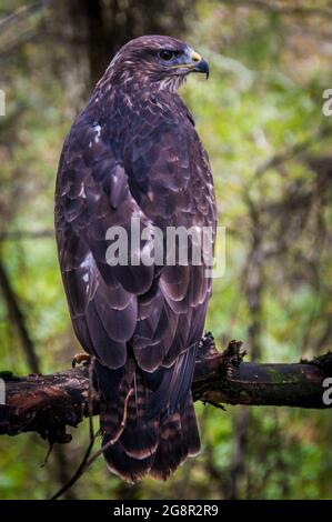 Common buzzard Buteo buteo Stock Photo - Alamy