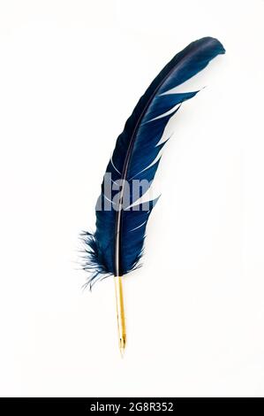 blue quill pen isolated Stock Photo - Alamy