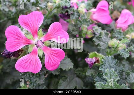 Cape mallow (Anisodontea capensis Stock Photo - Alamy