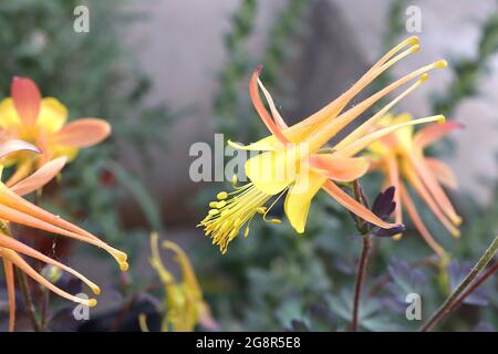Aquilegia desertorum Arizona columbine – downturned yellow bell-shaped ...